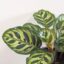 Calathea / Kalatea: Tipy pro péči i pro začátečníky - Plantizia.cz
