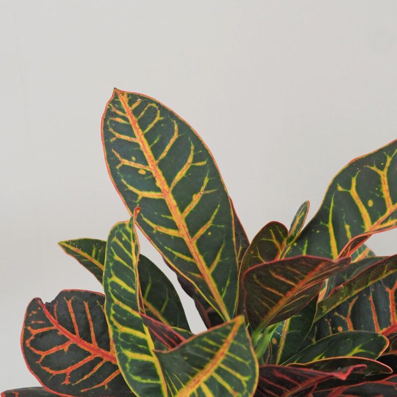 Codiaeum variegatum ‘Petra’ velký - Plantizia.cz