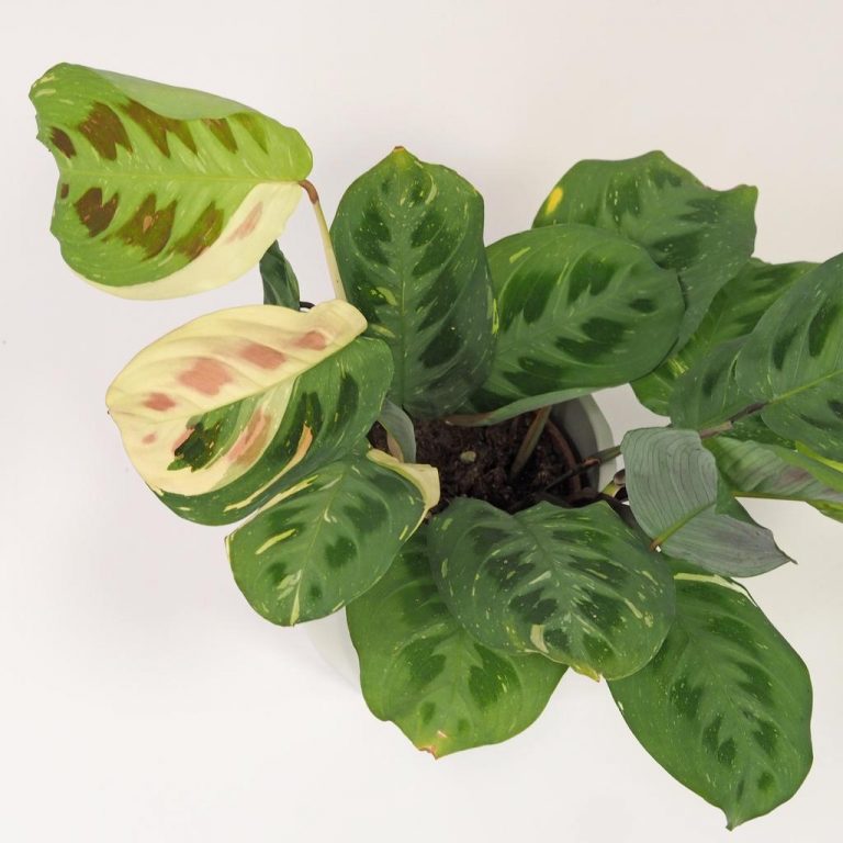Maranta Kerchoveana variegata Beauty Kim - Plantizia.cz