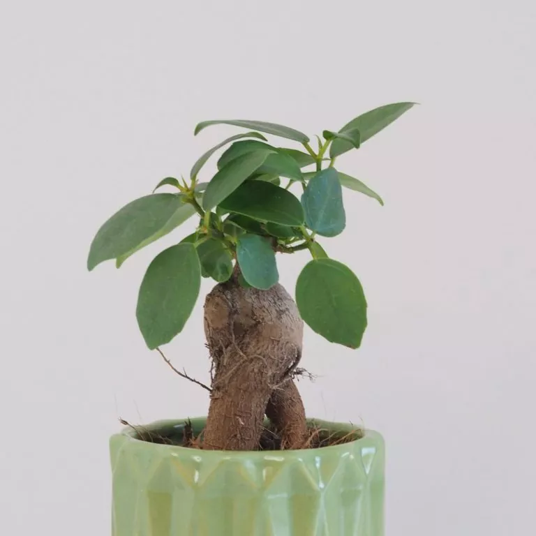 Ficus ginseng bonsai mini | Pokojové rostliny - Plantizia.cz