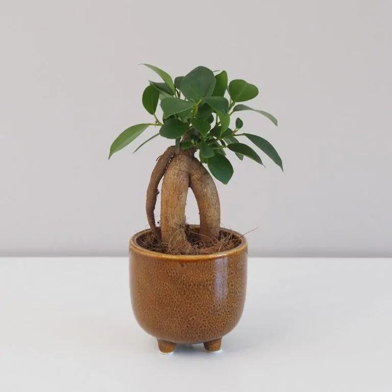 Ficus ginseng bonsai mini | Pokojové rostliny - Plantizia.cz