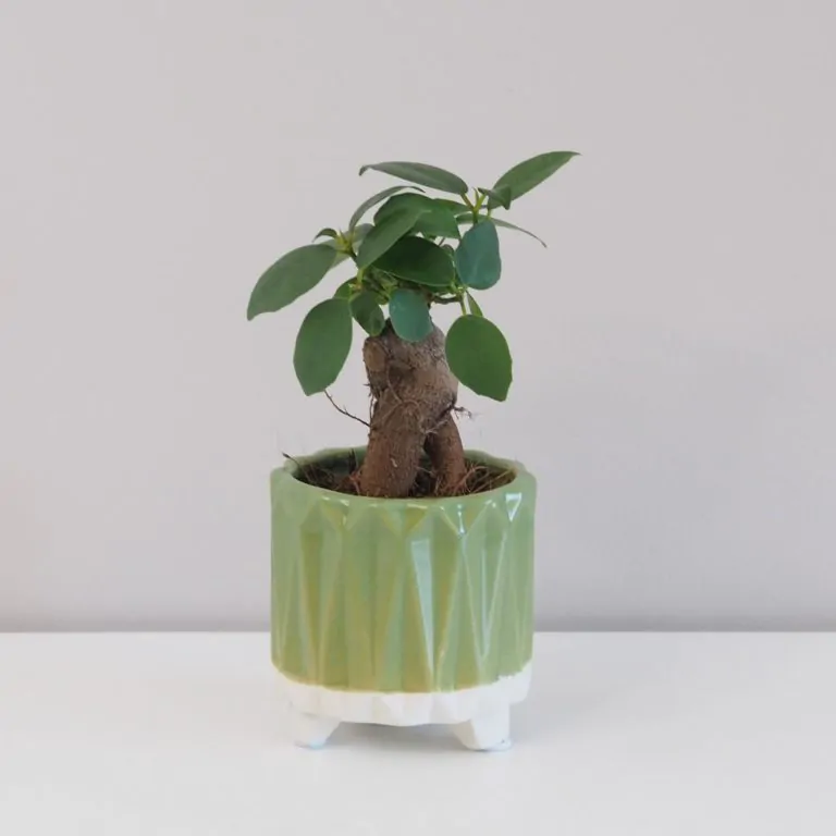 Ficus ginseng bonsai mini | Pokojové rostliny - Plantizia.cz