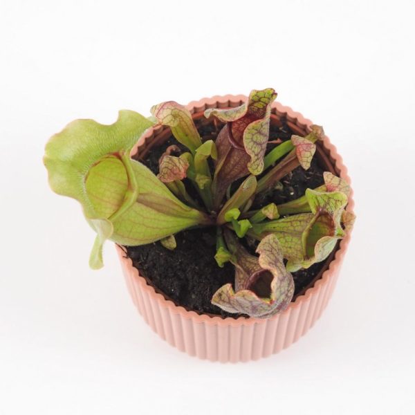 Sarracenia purpurea venosa | Masožravé rostliny - Plantizia.cz