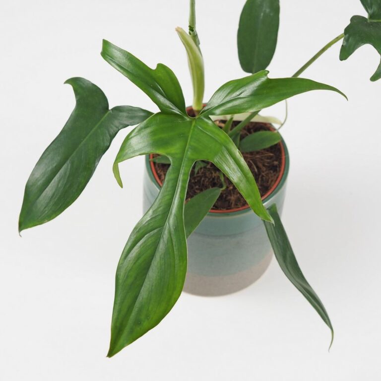 Philodendron pedatum ‘Glad Hands’ | Obchod - Plantizia.cz