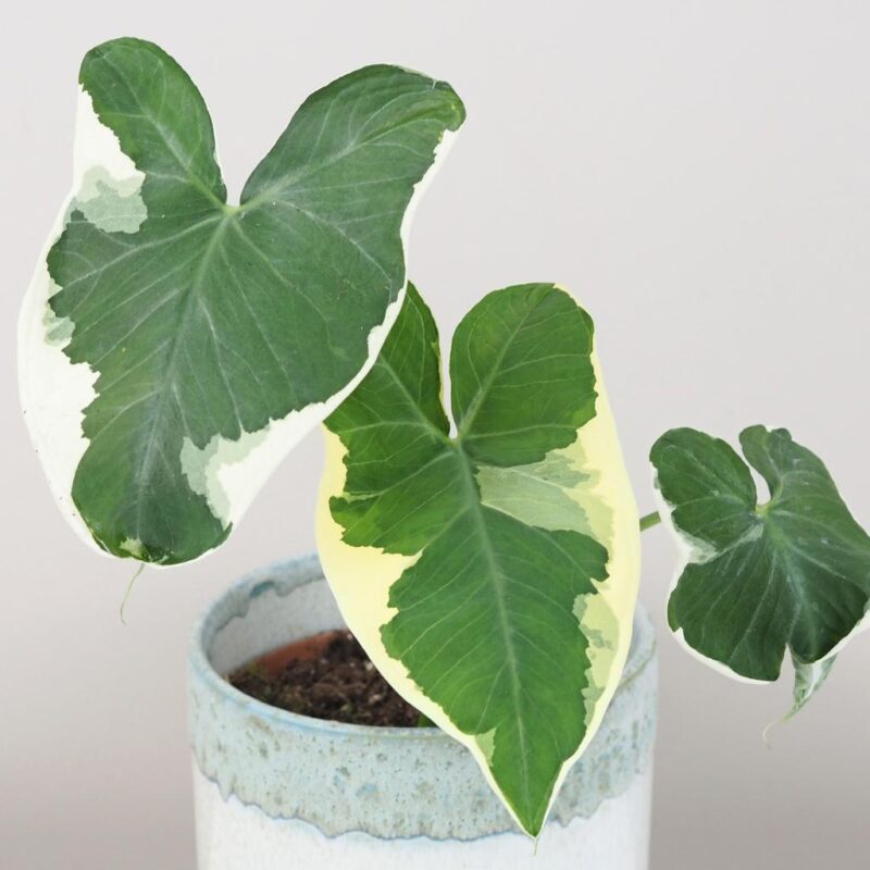 Alocasia ‘Mickey Mouse’ | Pokojové rostliny - Plantizia.cz
