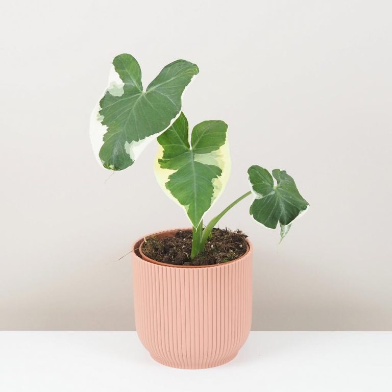 Alocasia ‘Mickey Mouse’ | Pokojové rostliny - Plantizia.cz