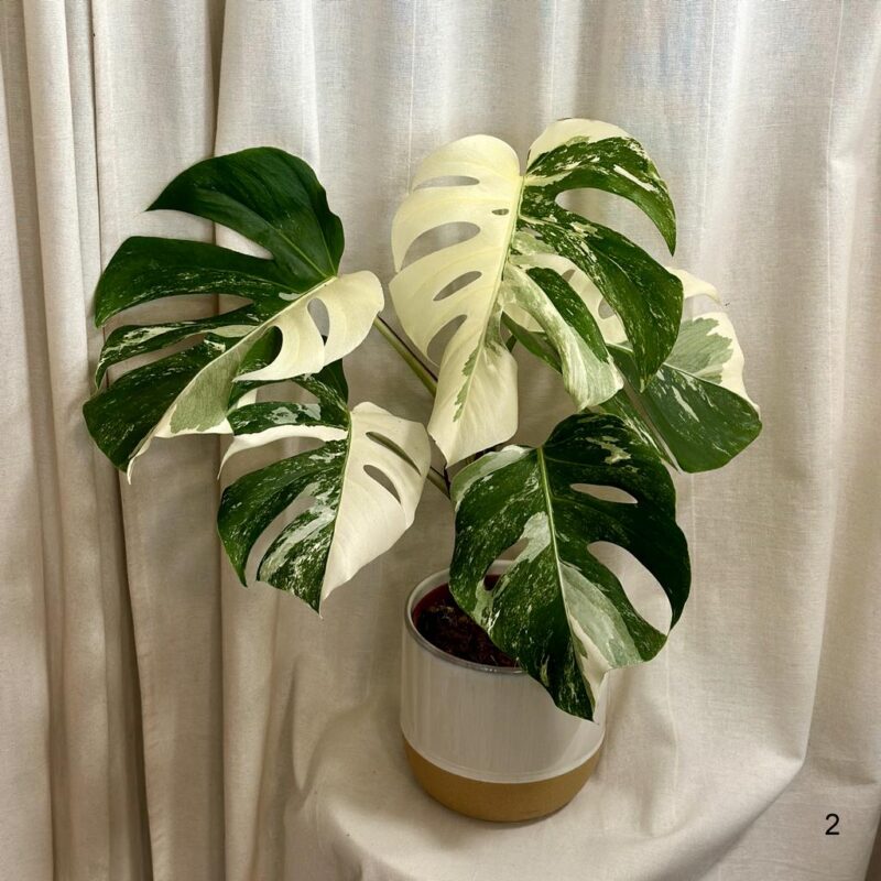 Monstera deliciosa 'Albo-Variegata' halfmoon a celé bílé listy | Obchod ...