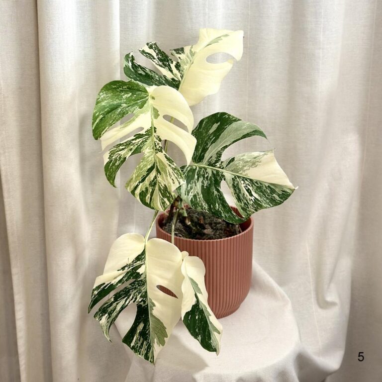 Monstera deliciosa ‘Albo-Variegata’ halfmoon a celé bílé listy | Obchod ...