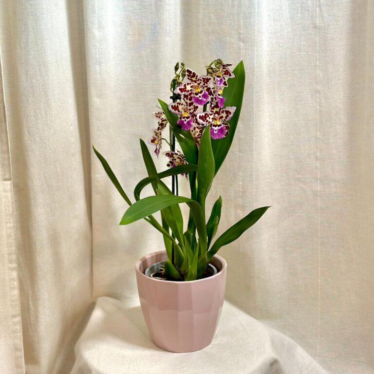 Orchidej Oncidium ‘Crispy Pink’ - Plantizia.cz