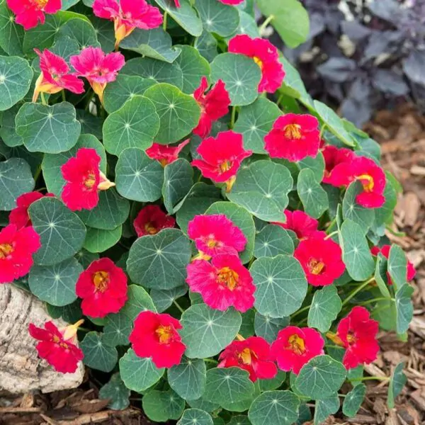 Semínka Lichořěřišnice menší Baby Rose Jedlé květy 2 g | Semena ...