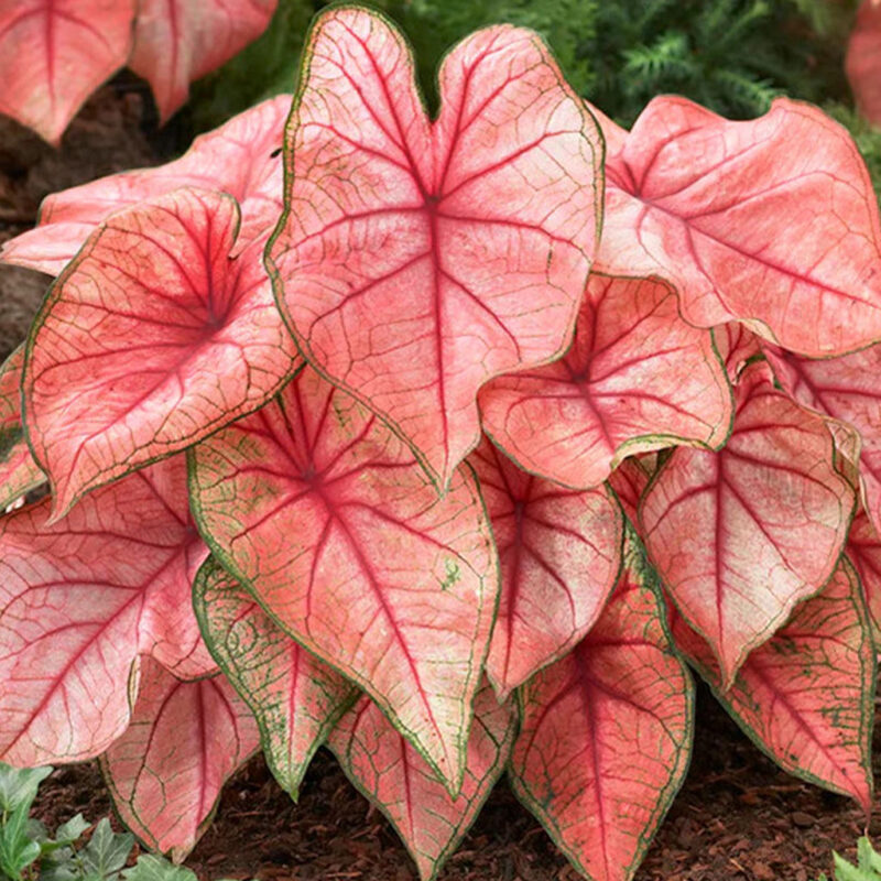 Pokojové rostliny, řasokoule a příslušenství | Plantizia.cz