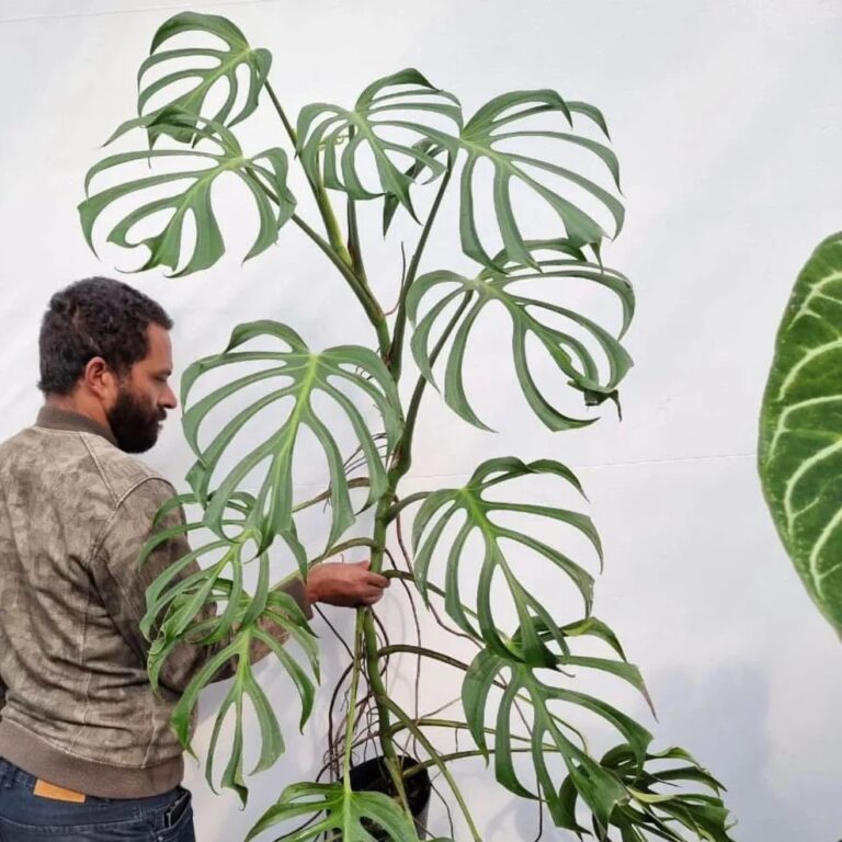 Monstera ‘Burle Marx Flame’ | Raritní pokojové rostliny - Plantizia.cz