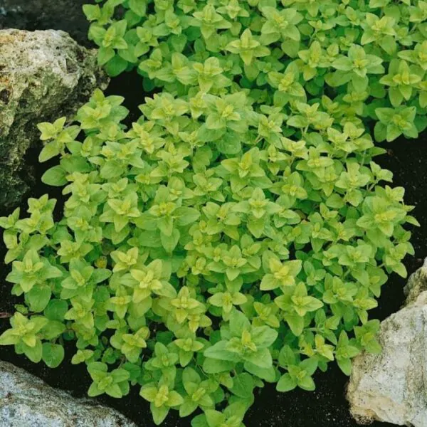 Kaktusy - jak je pěstovat v bytě - Plantizia.cz