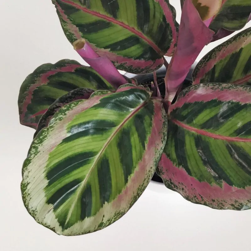 Calathea / Kalatea: Tipy pro péči i pro začátečníky - Plantizia.cz