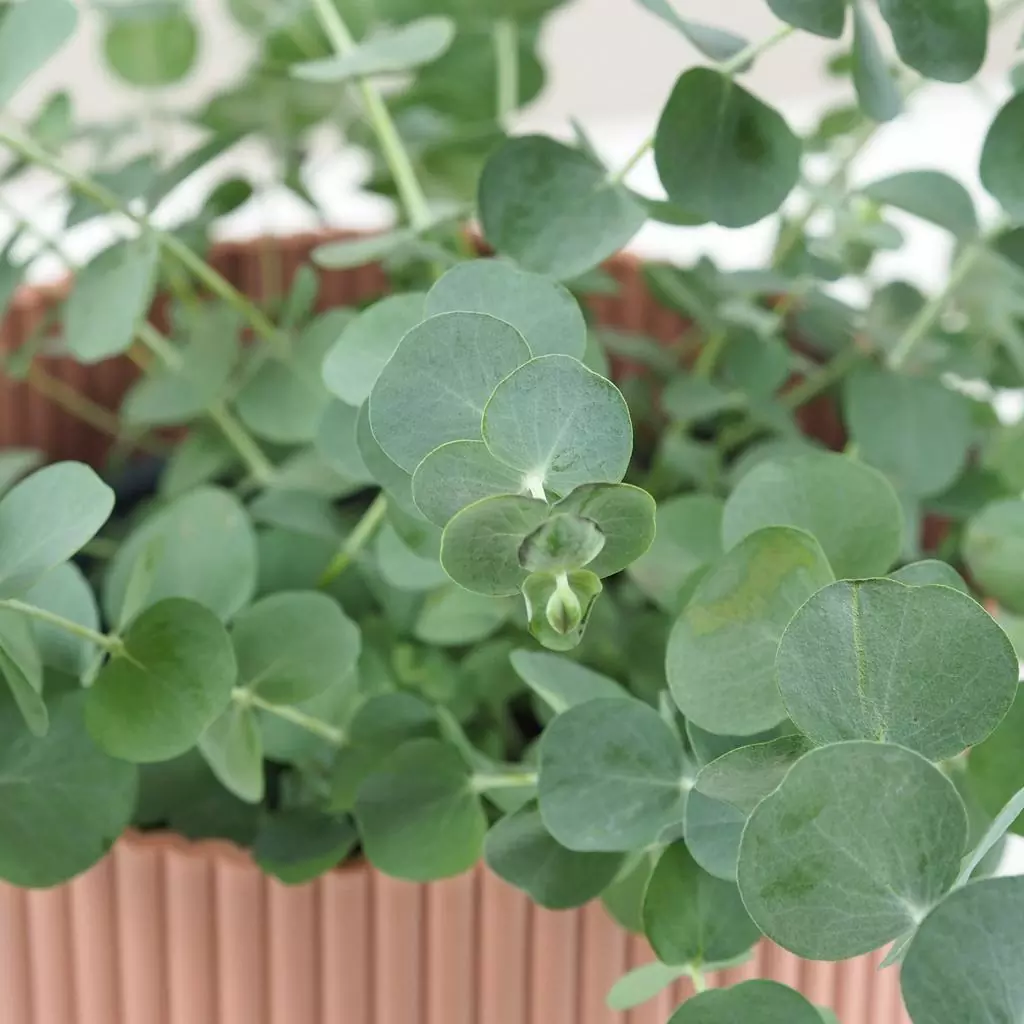 Eukalyptus: Nejlepší tipy na pěstování, aby se mu dařilo - Plantizia.cz