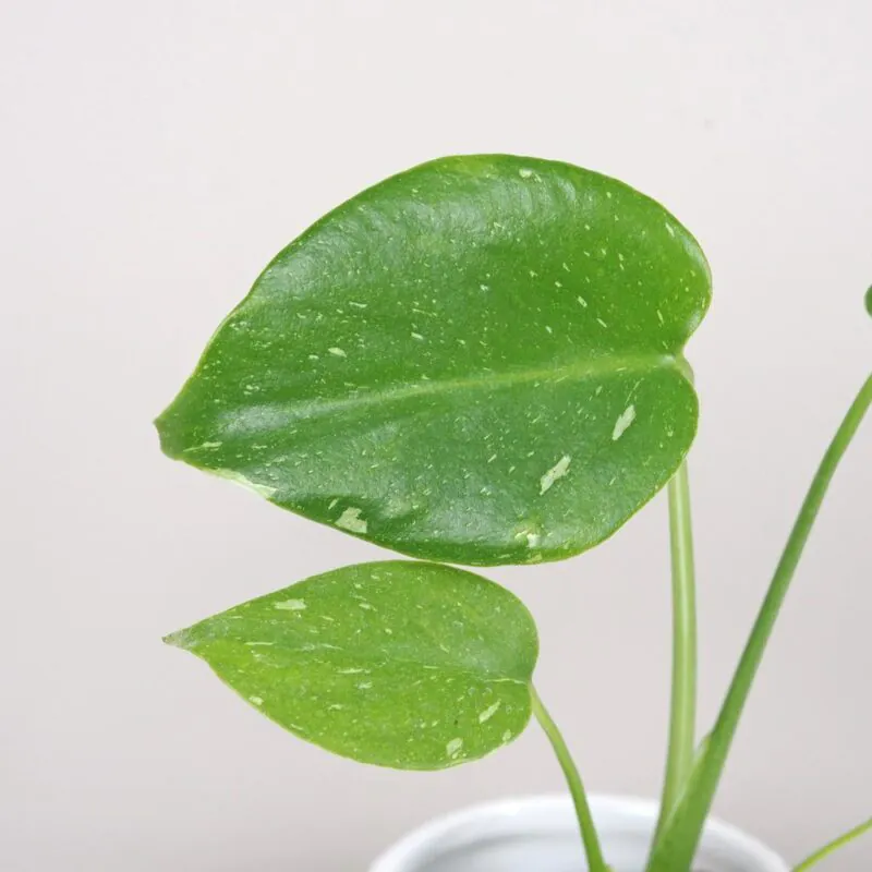 Monstera – 10 nejčastějších problémů a jak je vyřešit - Plantizia.cz