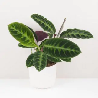 Calathea / Kalatea: Tipy pro péči i pro začátečníky - Plantizia.cz
